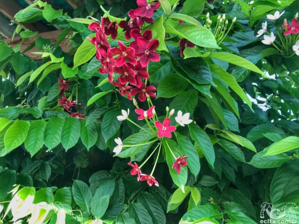 Rangoon Creeper or Chinese Honeysuckle? - Earth Creations Blogging